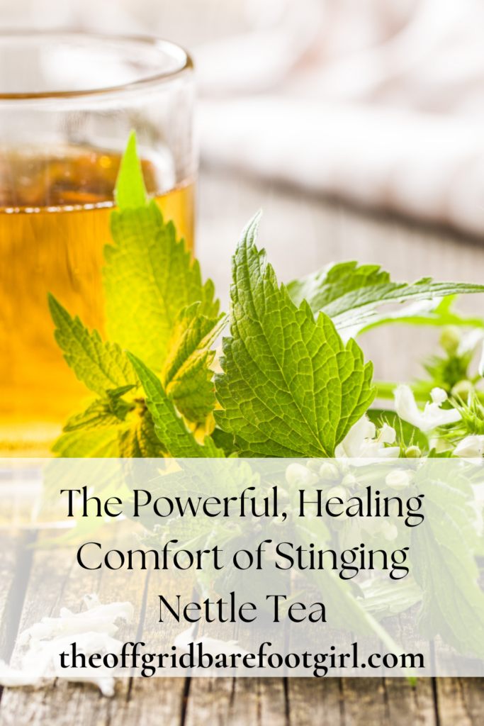 The Powerful, Healing Comfort of Stinging Nettle Tea - The Off Grid ...